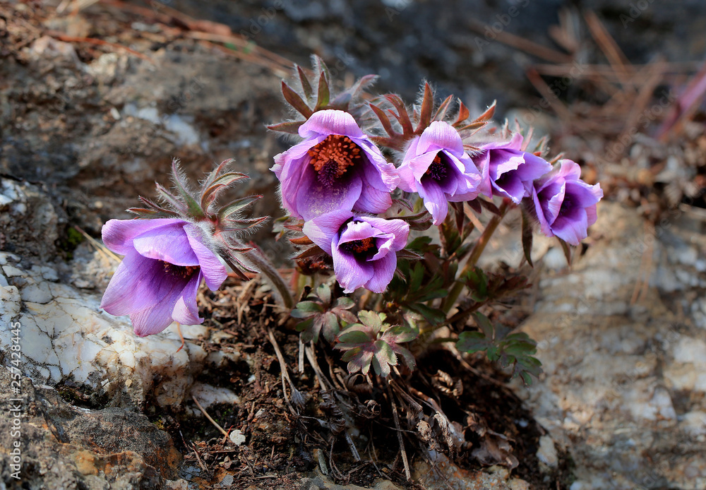 Donggang pasque-flower is an endemic species of South Korea and is ...