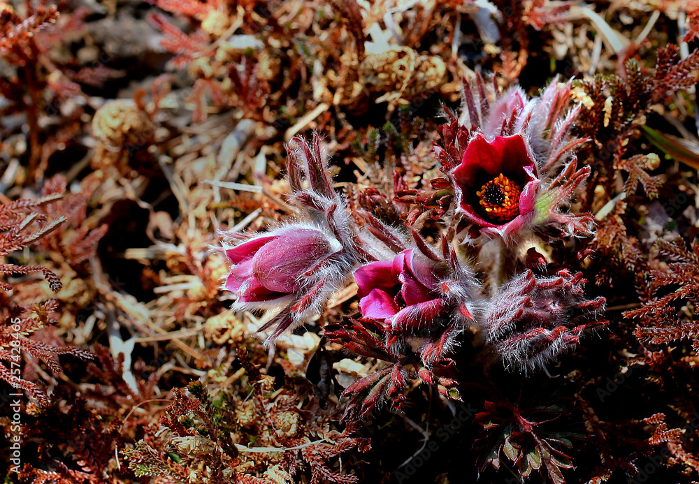 Foto de Donggang pasque-flower is an endemic species of South Korea and ...