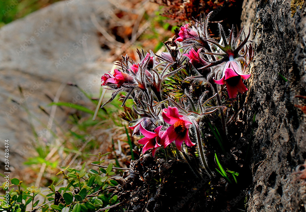 Donggang pasque-flower is an endemic species of South Korea and is ...
