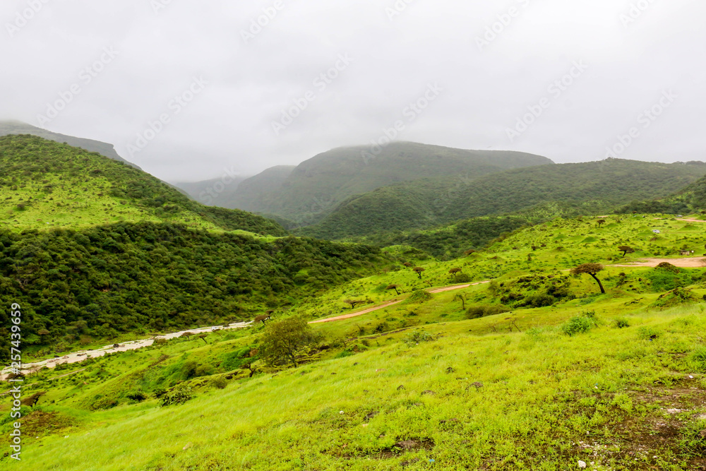Lush green landscape, trees and foggy mountains in Ayn Khor tourist ...