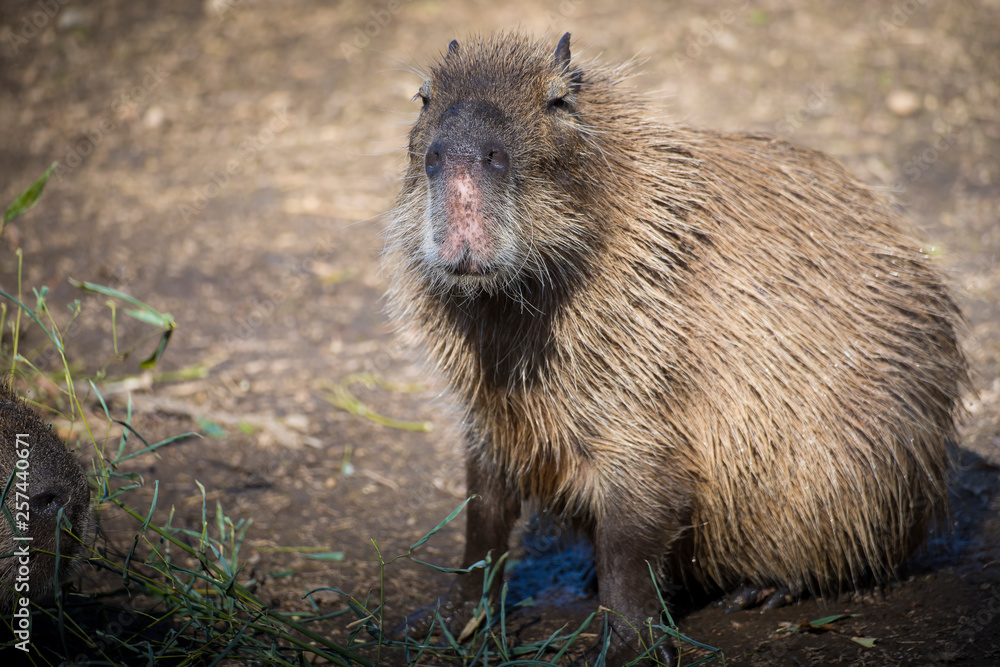 Capybara sitting portrait Stock Photo | Adobe Stock