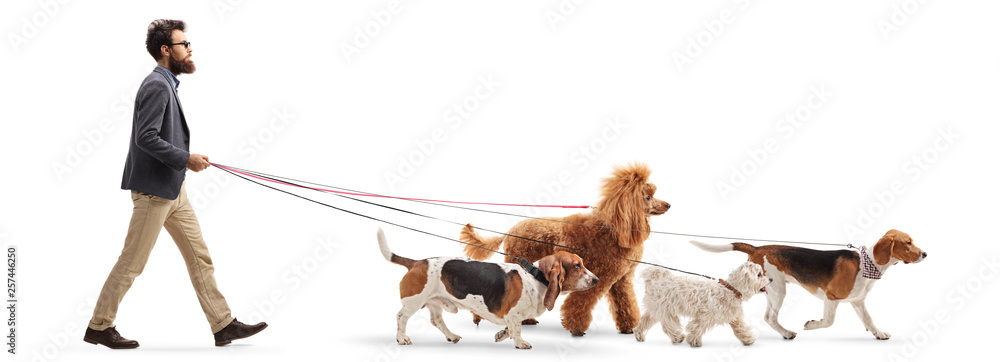 Male dog walker walking four different dogs Stock Photo | Adobe Stock
