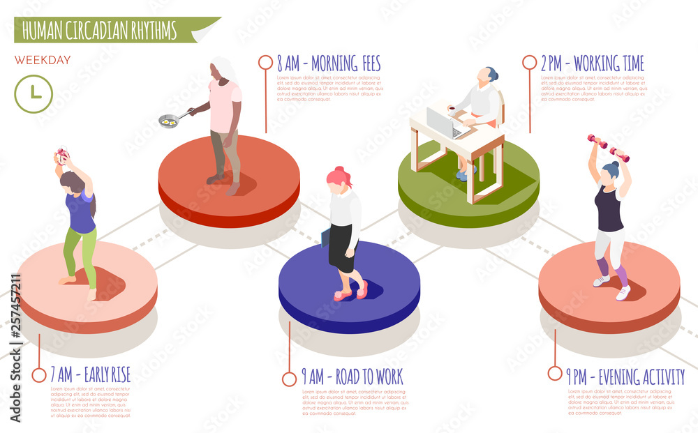 Human Circadian Rhythms Isometric Infographics Stock Vector | Adobe Stock