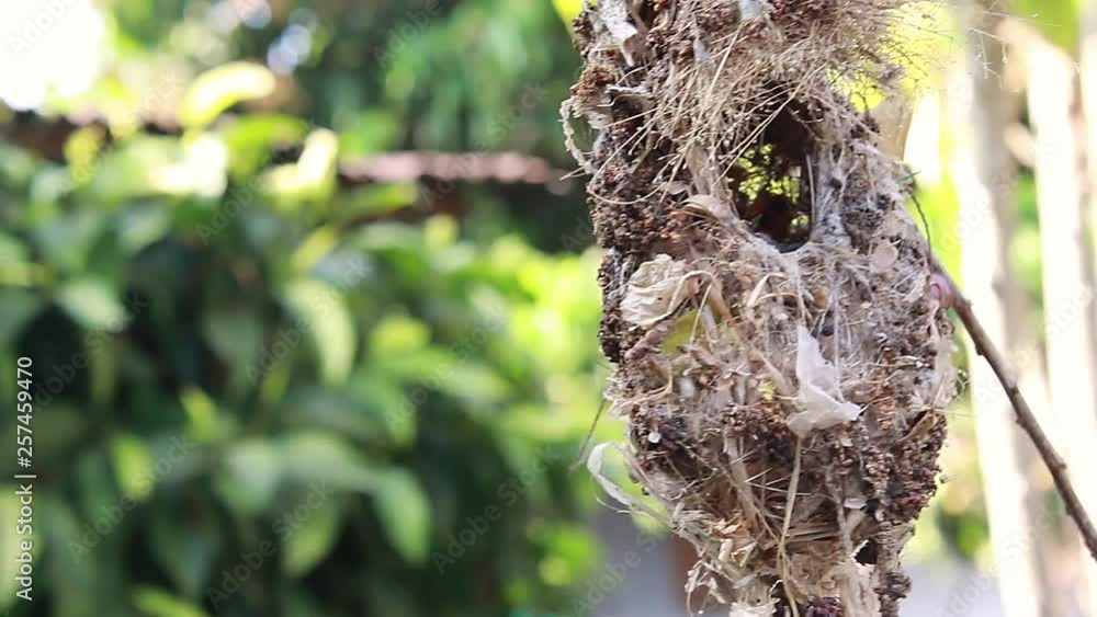 Close up of Olive-backed Sunbird family; baby bird in a bird nest ...