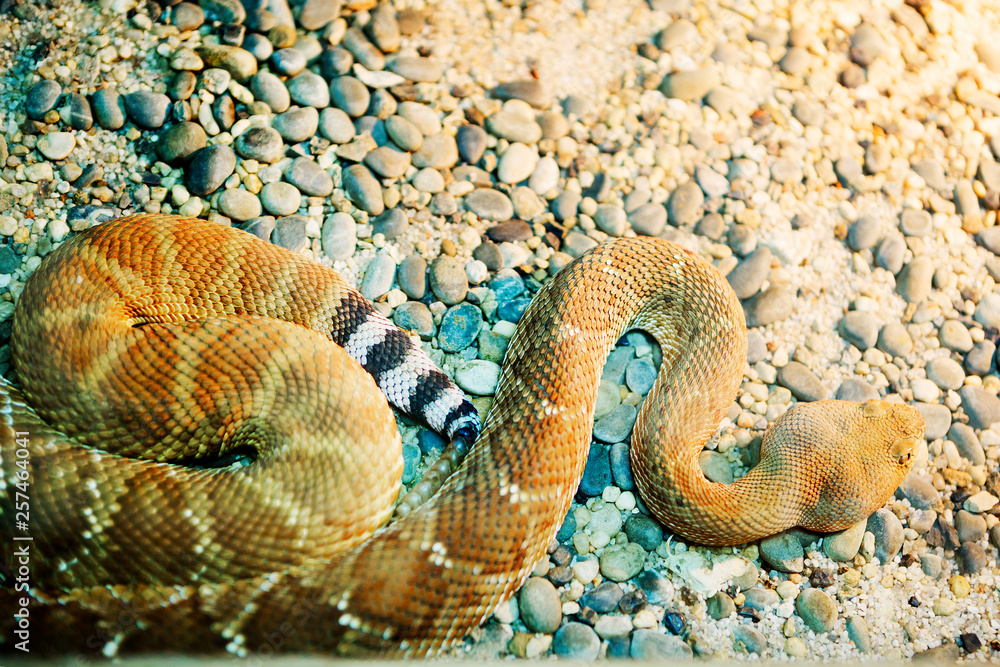Red diamond rattlesnake. Red rattlesnake is a fairly large poisonous ...