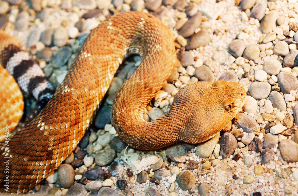 Red diamond rattlesnake. Red rattlesnake is a fairly large poisonous ...