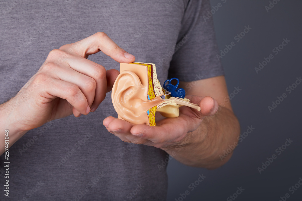 Man holding the model of the human inner ear in hands. Ear model. A ...
