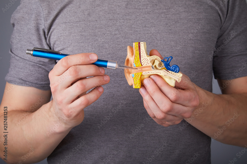 Man holding and pointing on the model of the human inner ear. Ear model ...