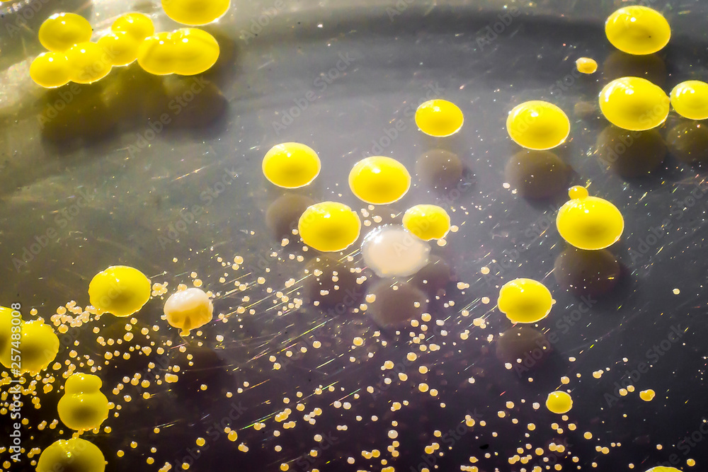 Bacteria grown from skin smear, colonies of Micrococcus luteus and ...