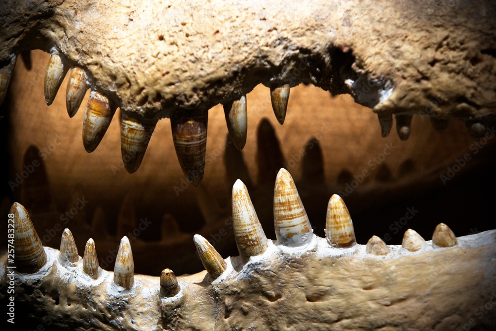 Crocodile teeth. Stock Photo | Adobe Stock