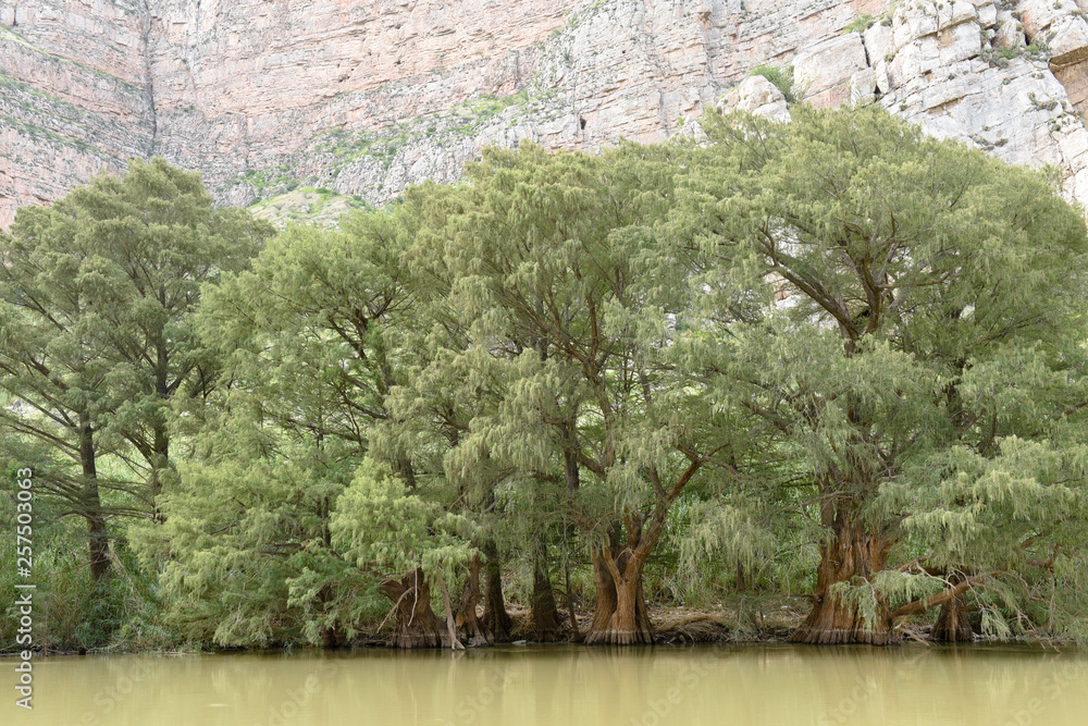 Ahuehuetes growing along banks of Nazas River in Canon de Fernandez ...