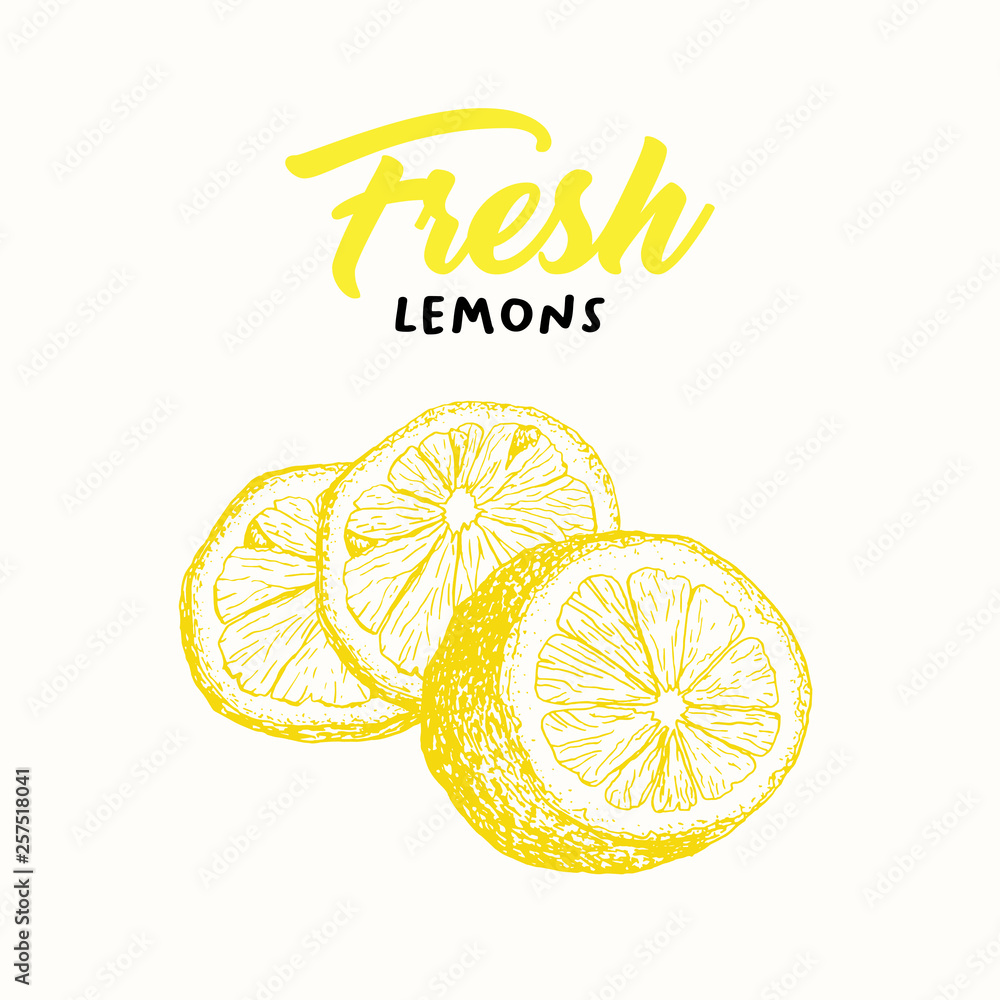 Fresh lemon vector illustration. Sketch fruit clipart. Handwritten ...