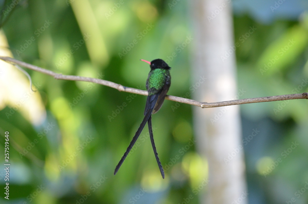 Red-Billed Streamertail Hummingbird (Trochilus Polytmus) in Jamaica W ...