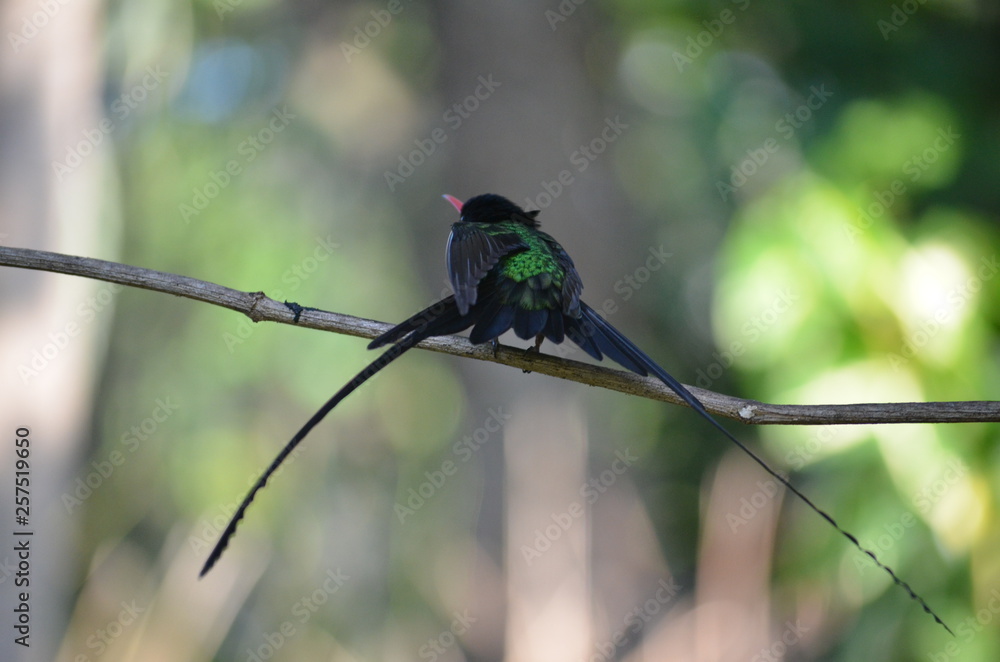 Red-Billed Streamertail Hummingbird (Trochilus Polytmus) in Jamaica W ...