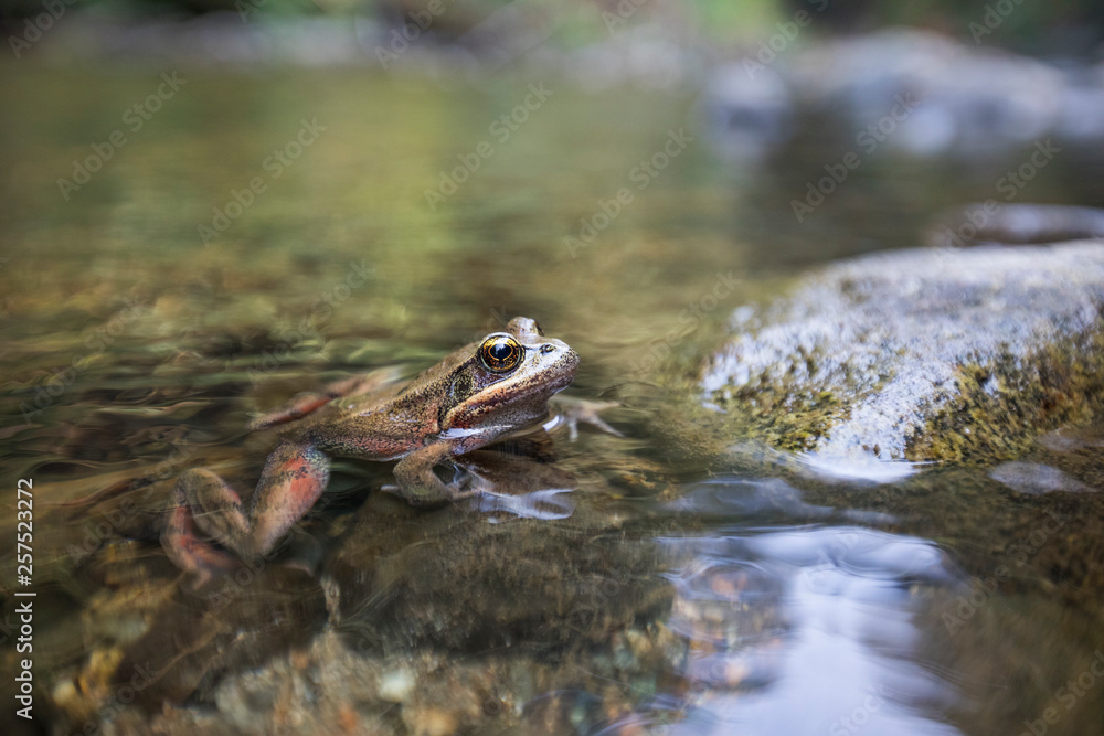 Northern red-legged frog (Rana aurora) in water Stock Photo | Adobe Stock