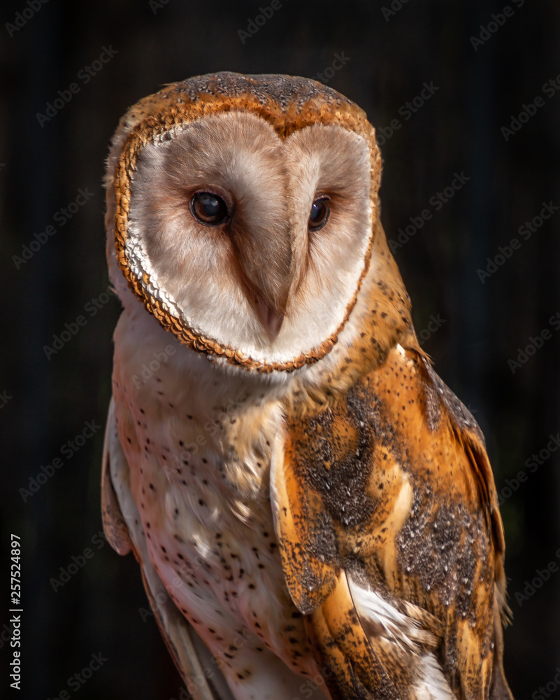 Barn Owl Eyes