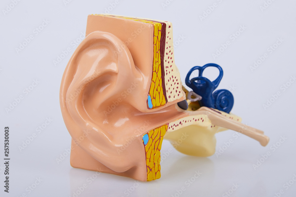 Artificial human ear model isolated on white background Stock Photo ...