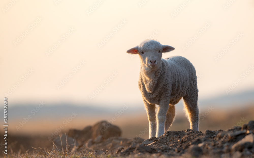 cute little lamb on fresh spring green meadow during sunrise Stock ...