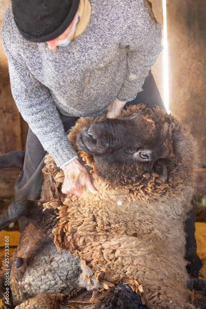 Professional sheep shearer wrestling with sheep in a Connecticut barn ...