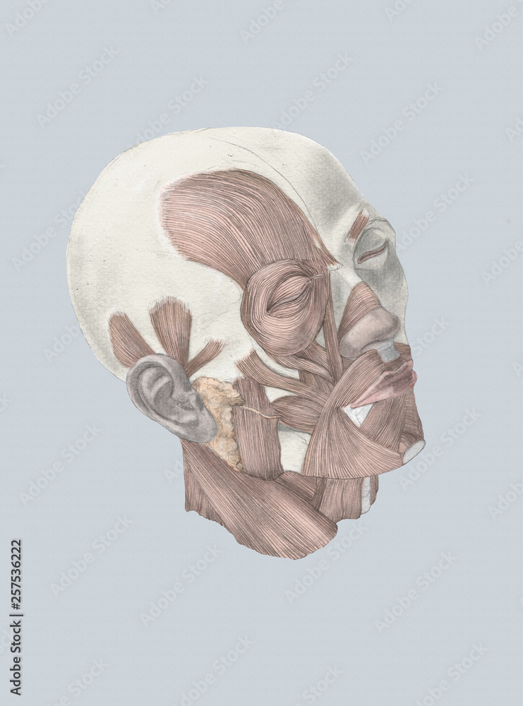 Human head with muscles Stock Illustration | Adobe Stock