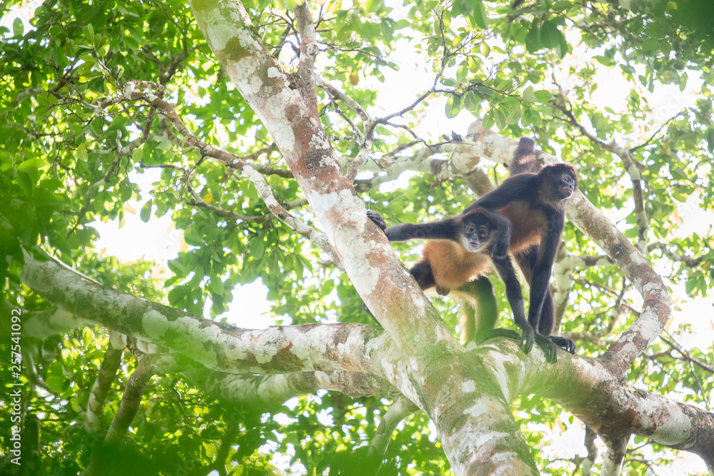 Azuero?spider monkeys?(Ateles?geoffroyi?azuerensis), Azuero?Peninsula ...