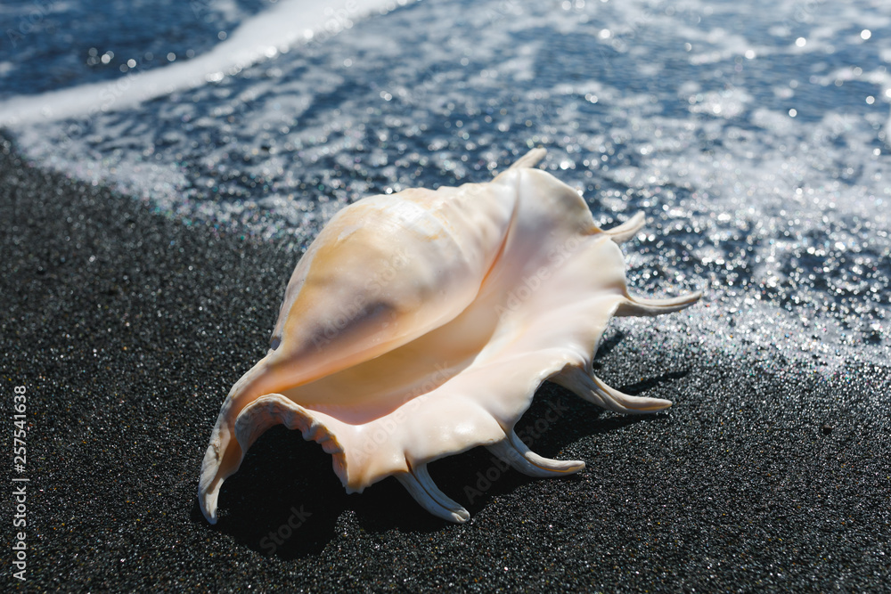 big seashell spider conch (lambis truncata) on black sand coast Stock ...