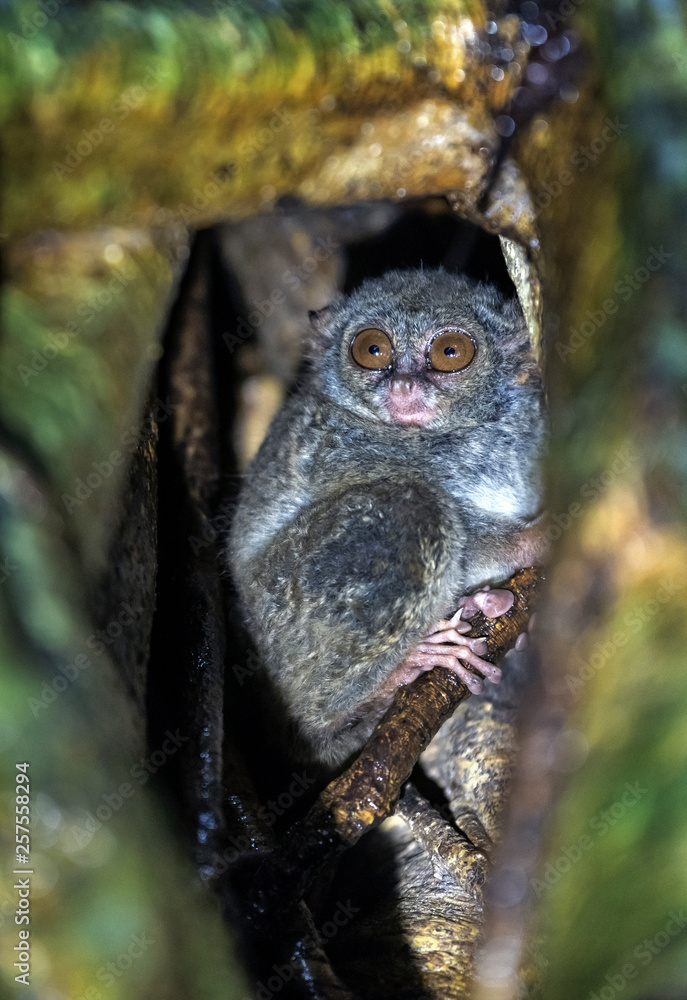 The spectral tarsier on the tree. Scientific name: Tarsius spectrum ...
