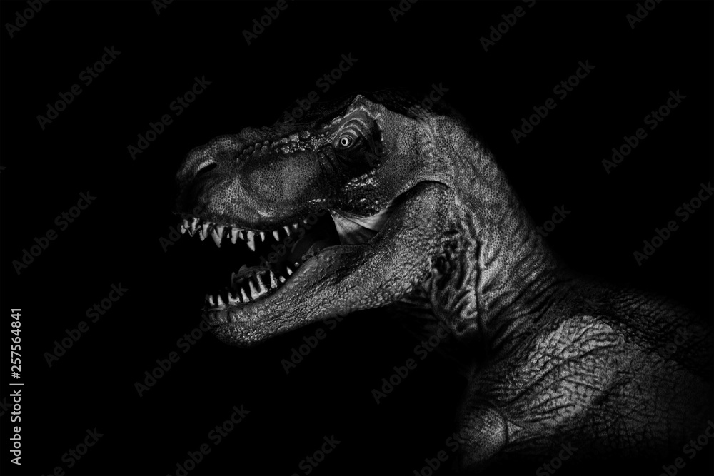 Tyrannosaurus Rex close up on dark background. - Image Stock Photo ...