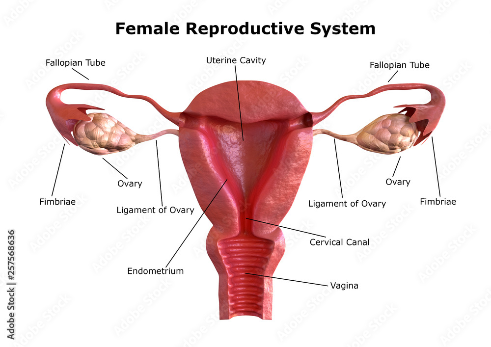 female reproductive system. Internal view of the uterus with cross section Stock Illustration ...
