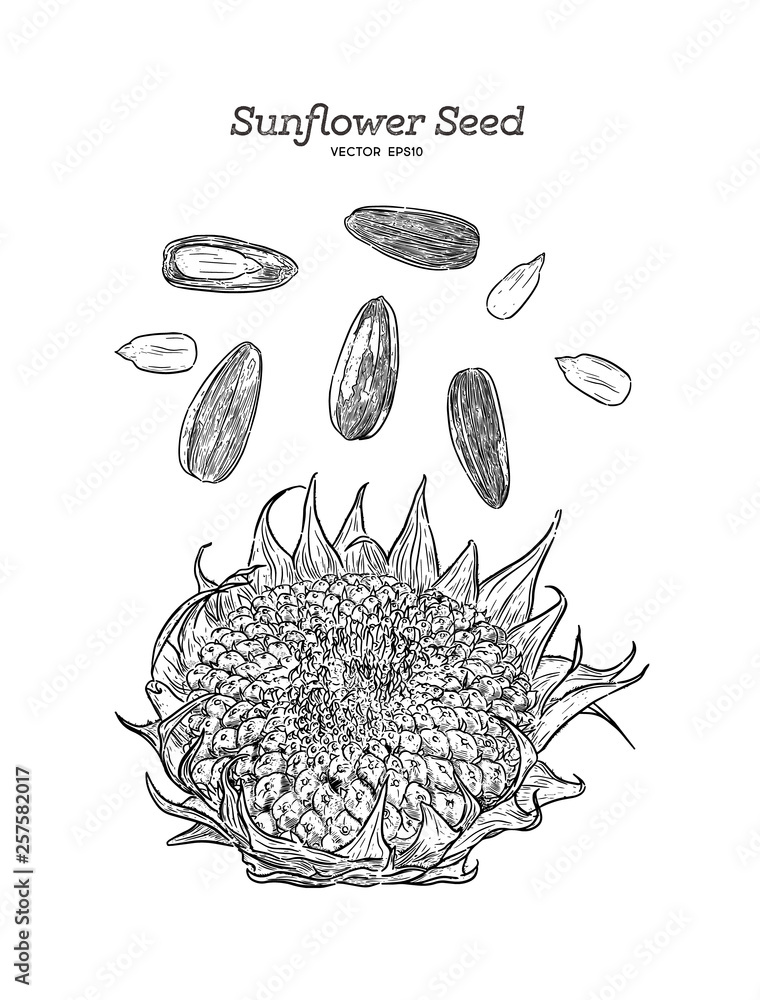 Sunflower Seed Drawing