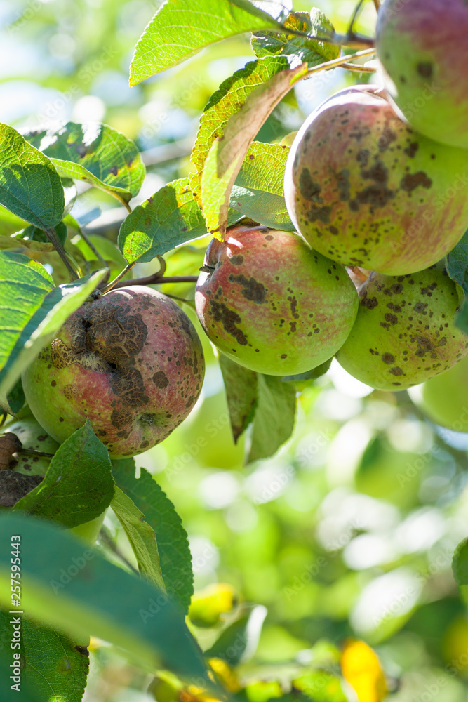 apple scab disease Stock Photo | Adobe Stock
