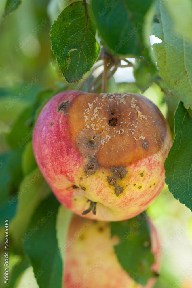 apple brown rot disease Stock Photo | Adobe Stock