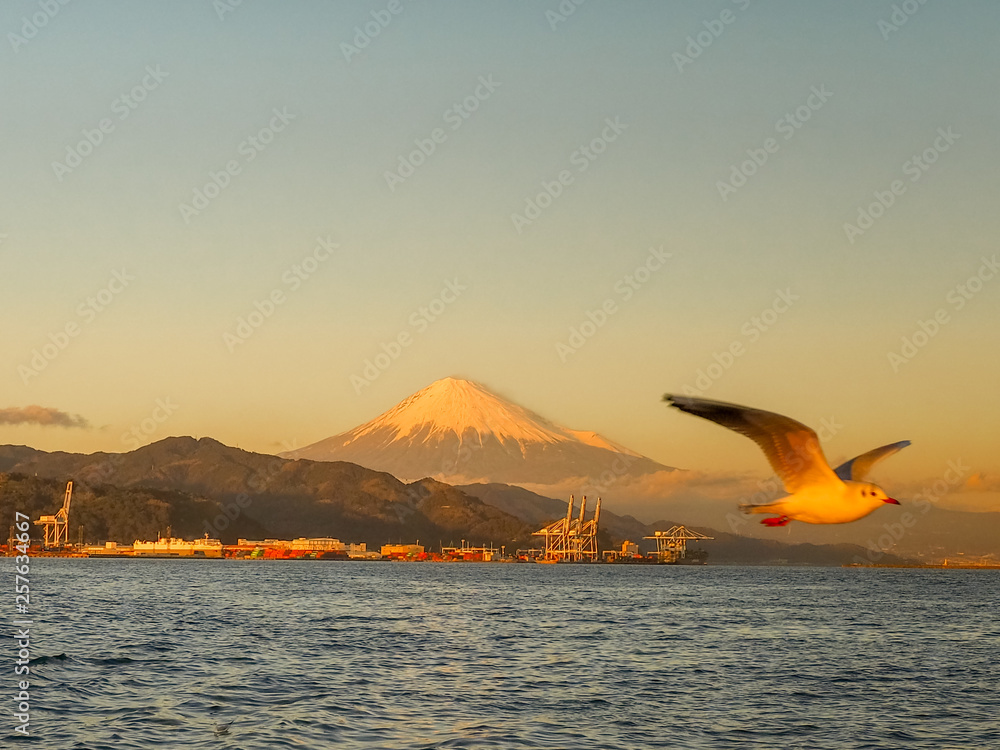 Seagull fly and Mt. Fuji background on Dream Ferry Mini Cruise ...