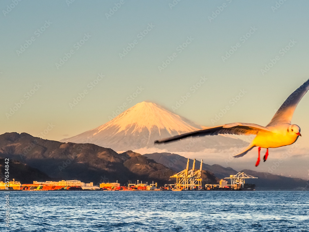 Seagull fly and Mt. Fuji background on Dream Ferry Mini Cruise ...