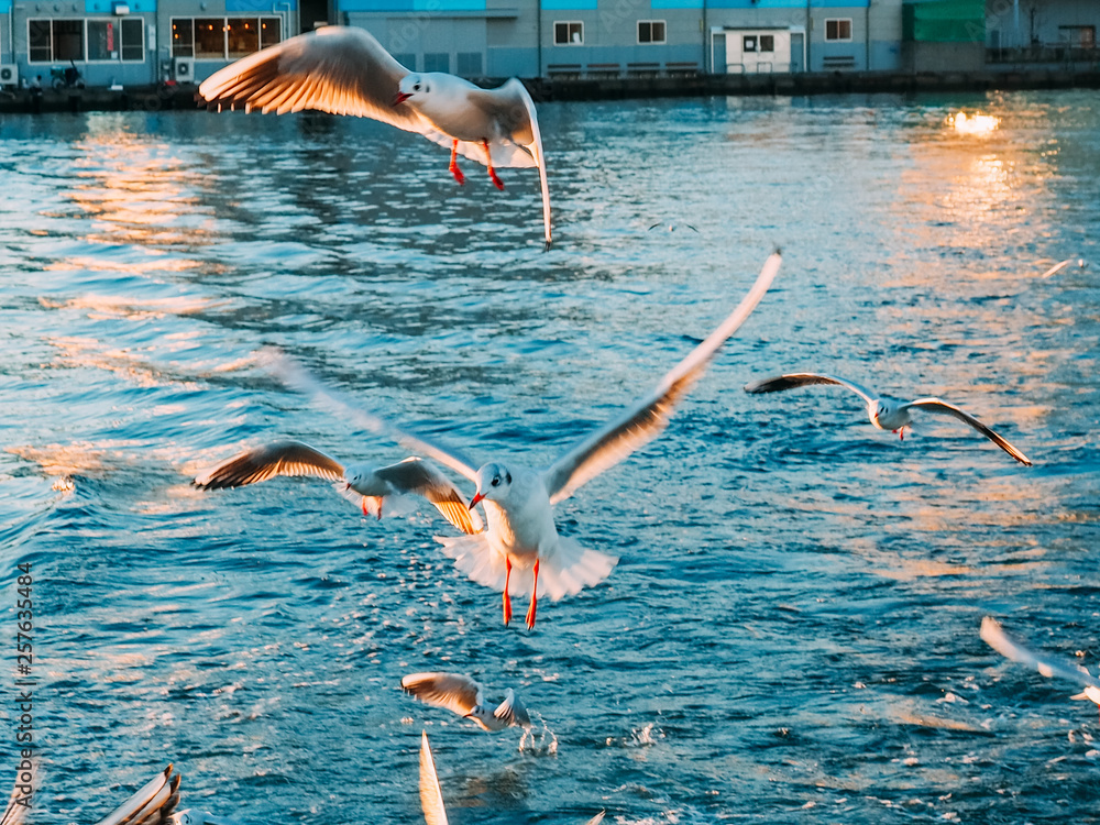 Blur of Seagull fly background on Dream Ferry Mini Cruise traveling ...