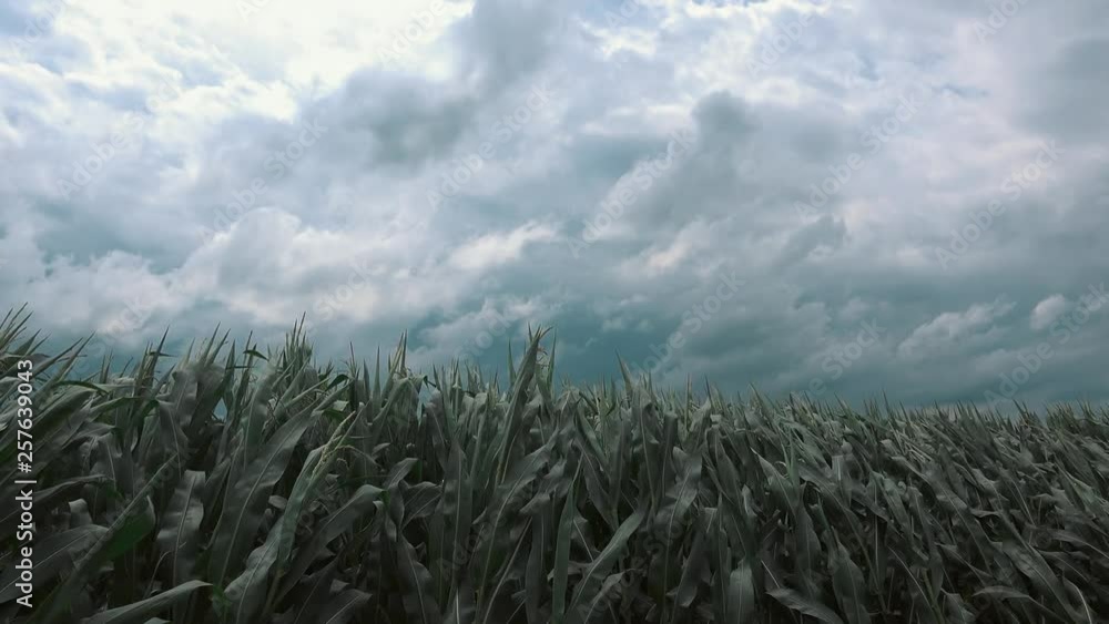 Corn field and stormy sky, strong wind is blowing and bending plants in ...