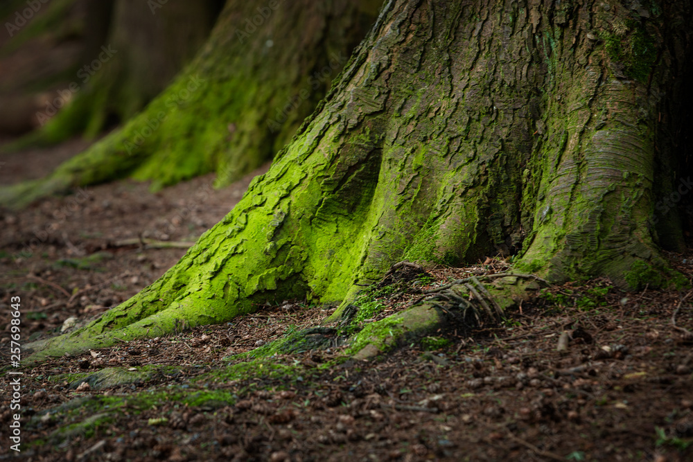 Mystical Woods, Natural green moss on the old oak tree roots. Natural ...