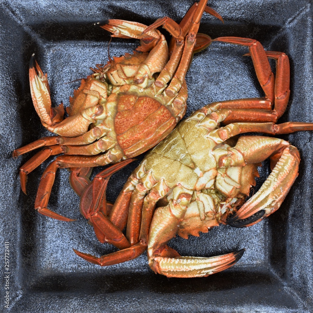 Macro photo of cooked crabs (“Necora puber” or velvet swimmer) on a ...