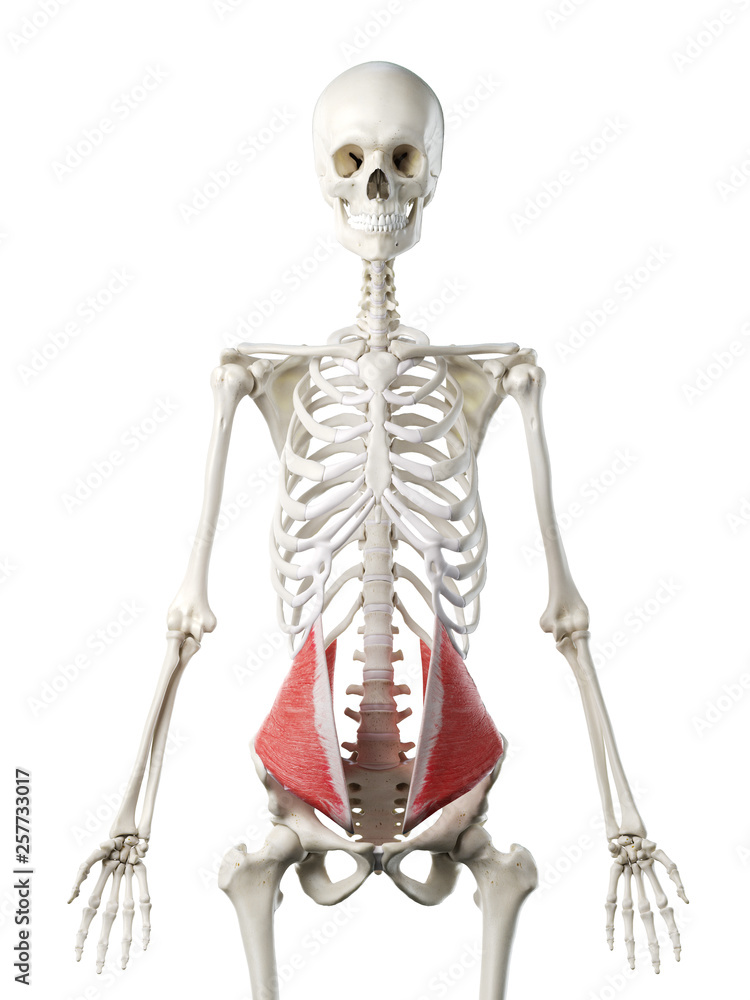 3d rendered medically accurate illustration of a womans Internal ...