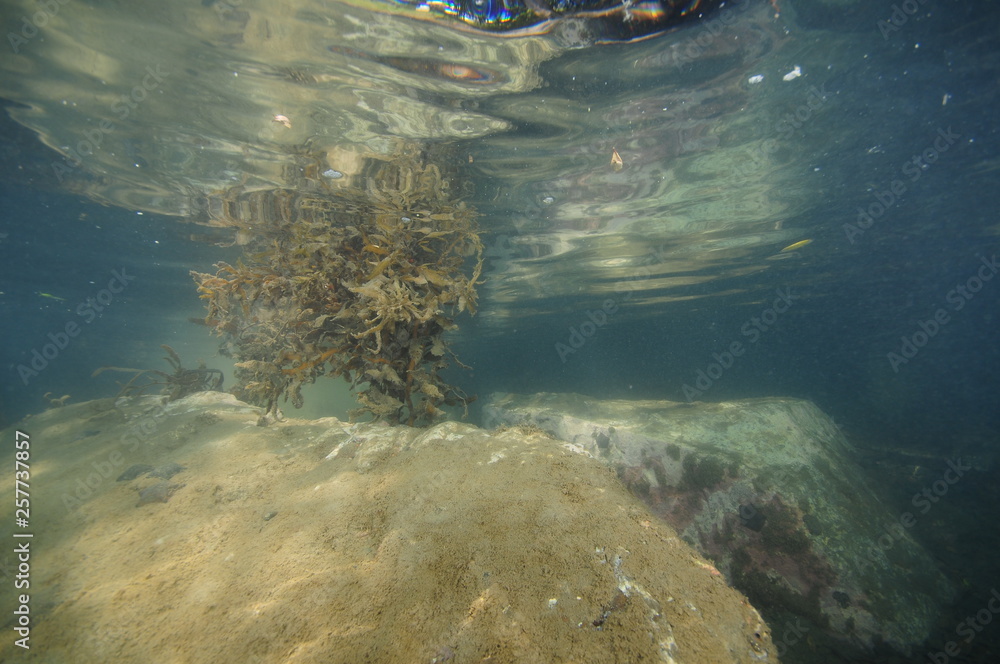 Large rocks covered with fine sediment and bush of brown sea weed ...