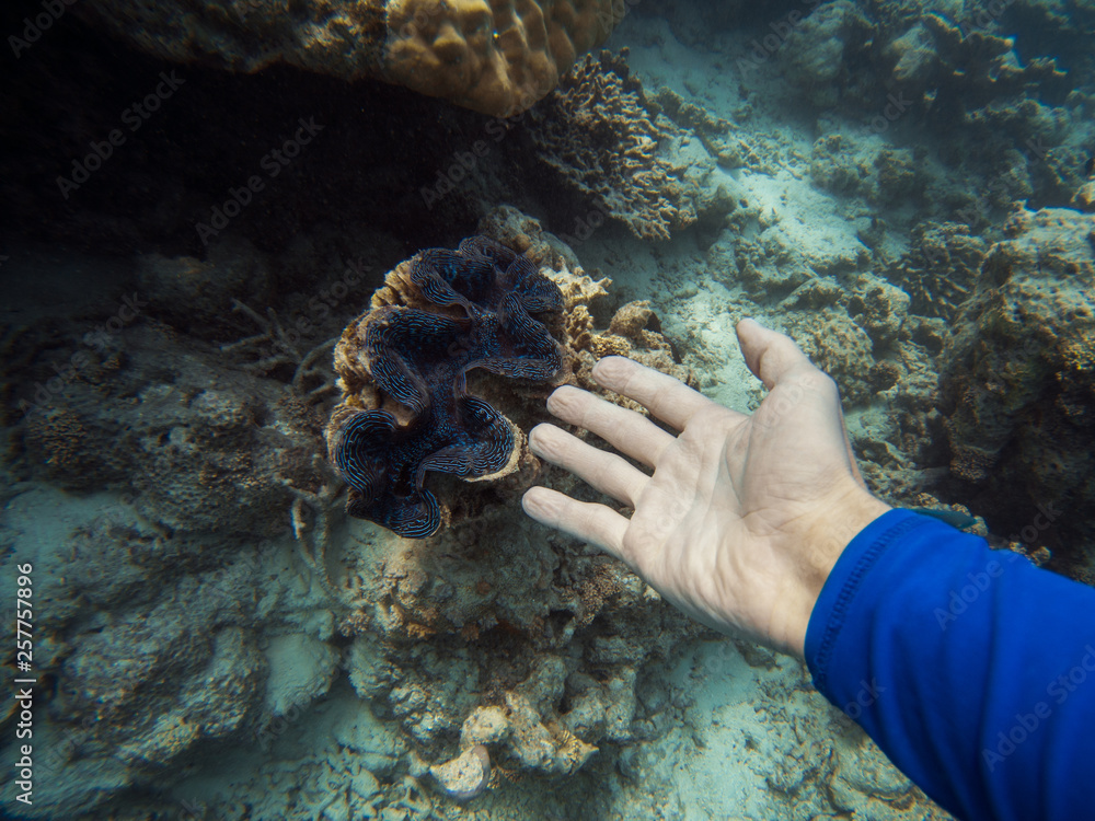 Man Showing with his hand a Giant clam underwater Stock Photo | Adobe Stock