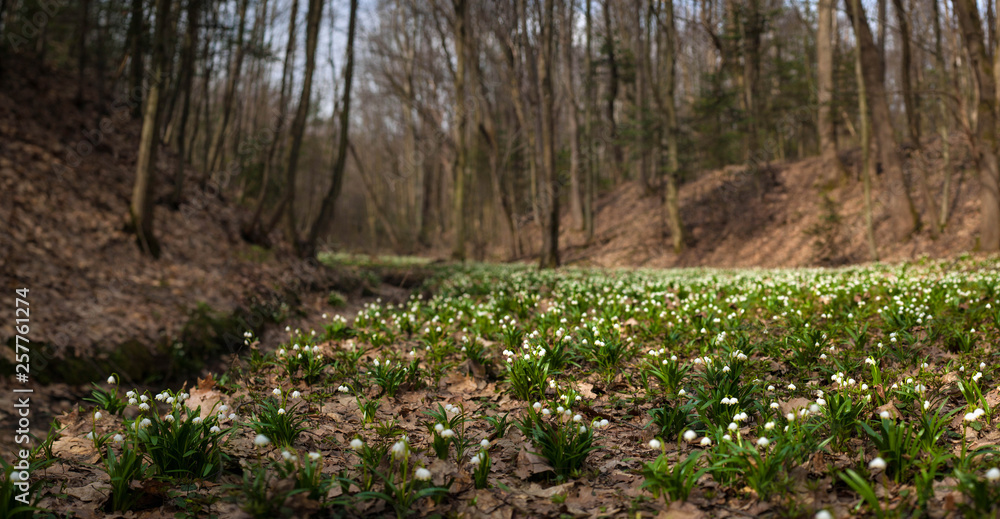 Early Spring Backgrounds