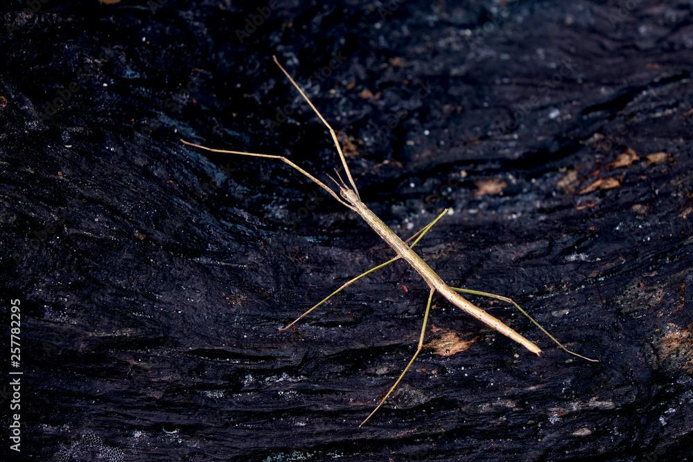 Phasmatodea Stick Insect