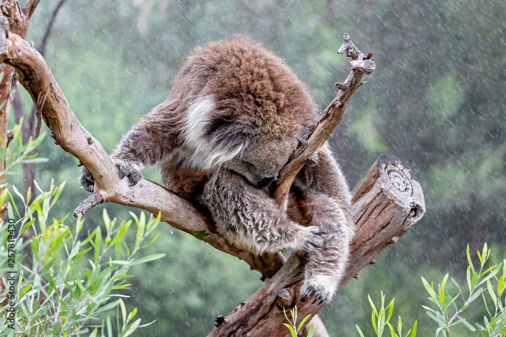 Wet Koala