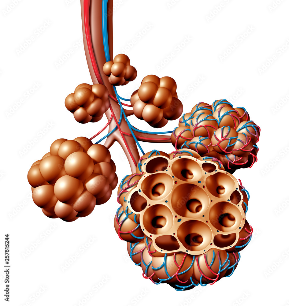 Pulmonary Alveoli Stock Illustration | Adobe Stock
