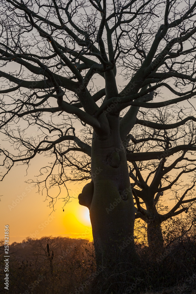 Ceibos with its voluminous trunks and twisted branches at sunset Stock ...