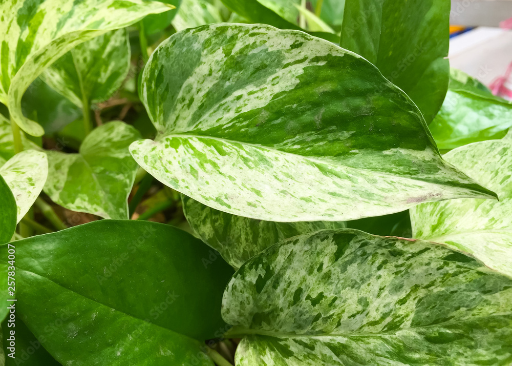 The Golden pothos were planted in a potted plant, this is the detail of ...