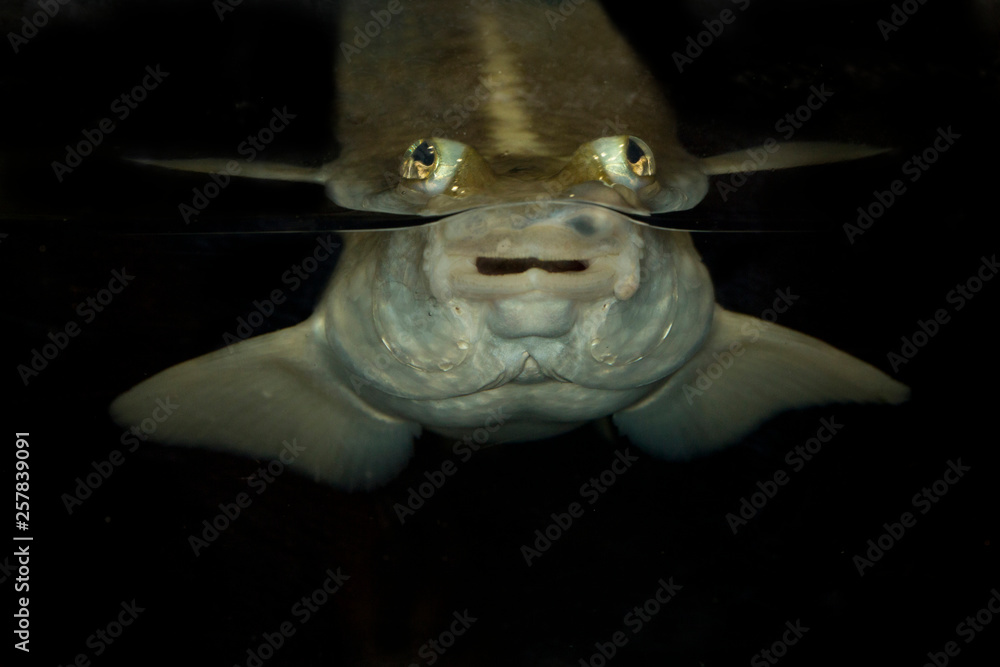 Four Eyed Fish