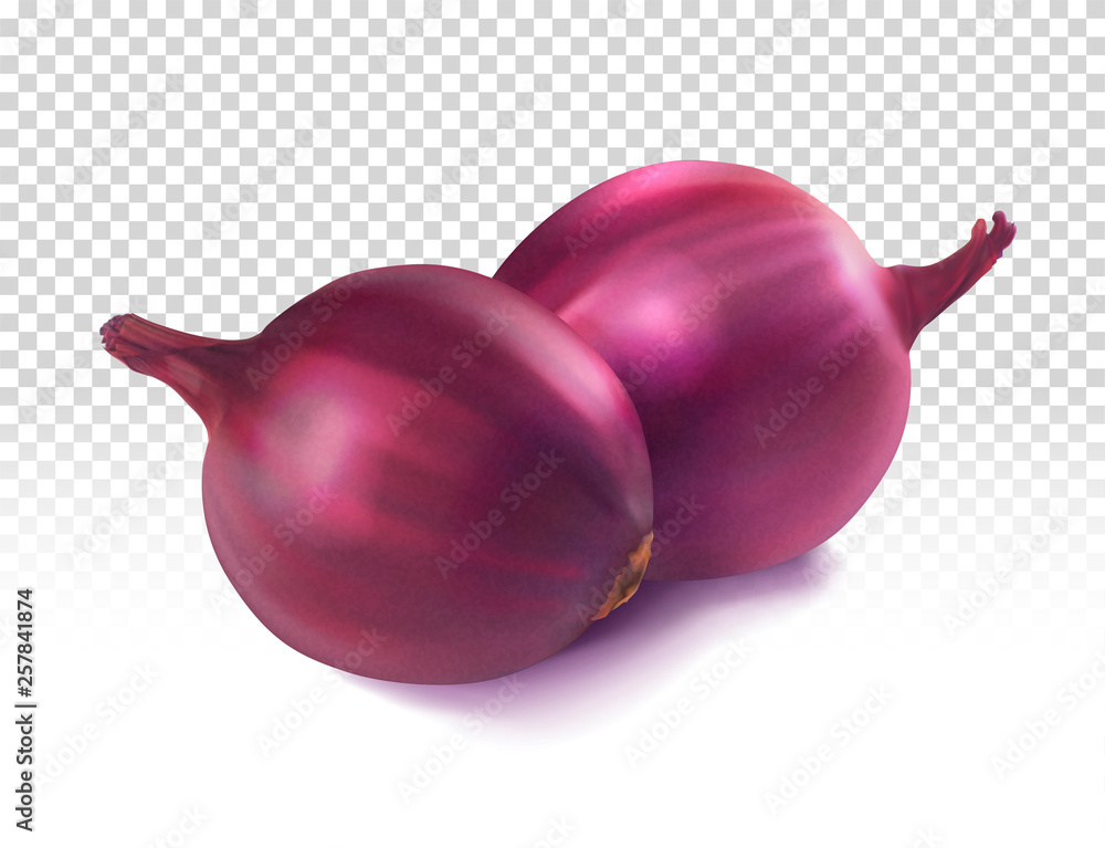 Red onion on a transparent background. Vector realistic illustration ...