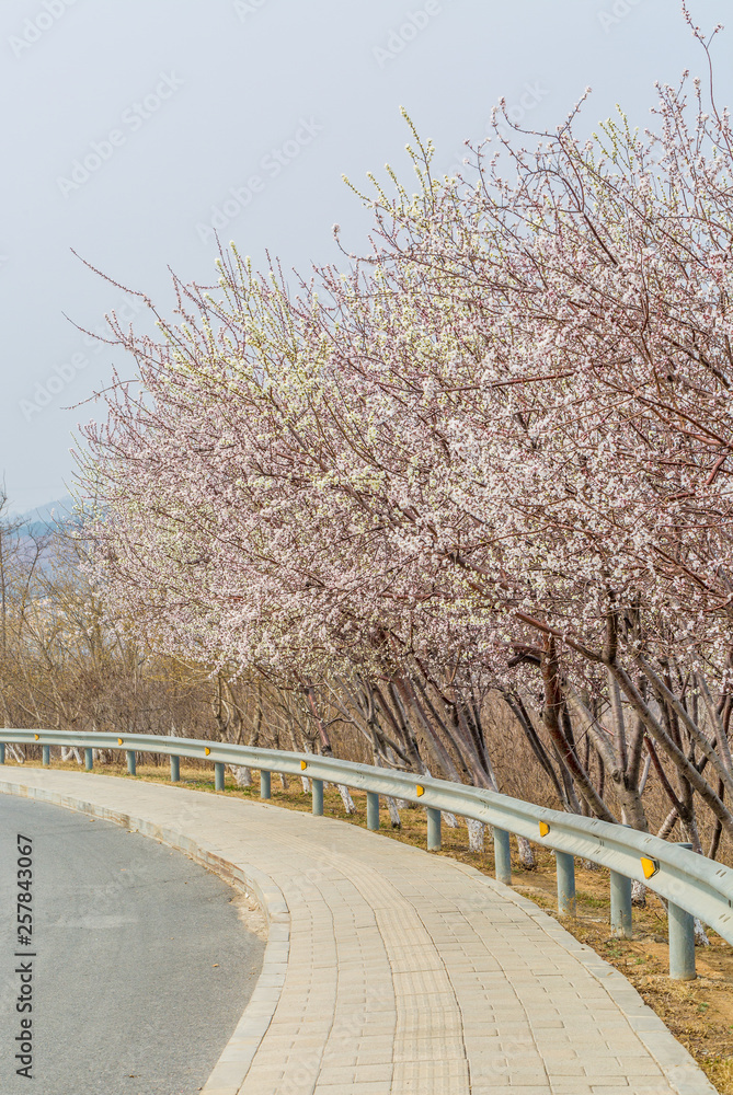 Flowering red mountain peach，Amygdalus davidiana (Carrière) de Vos ex ...